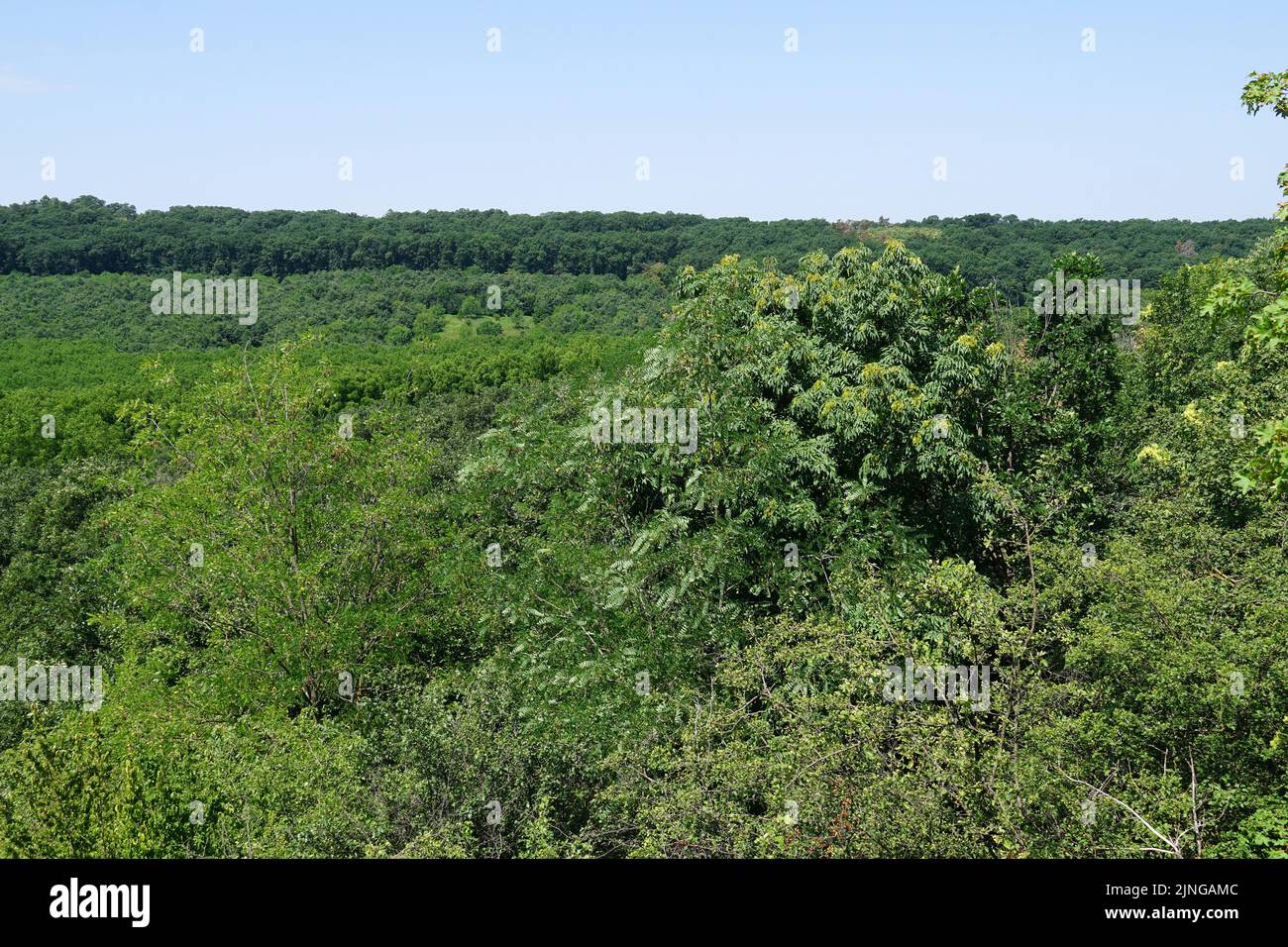 Park forest, Tamási, Tolna County, Hungary, Magyarország, Europe Stock ...