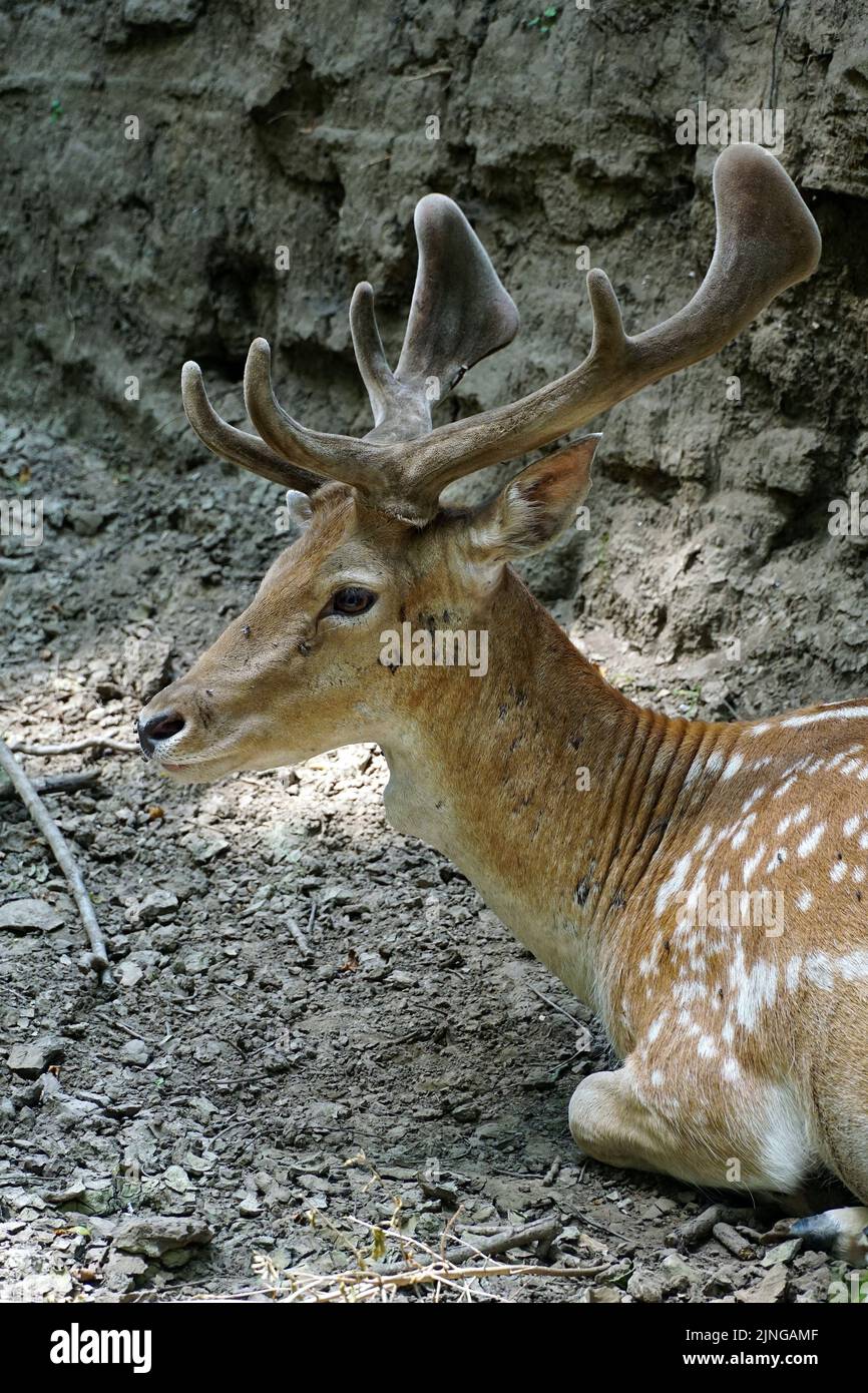 Dama natura hi-res stock photography and images - Alamy