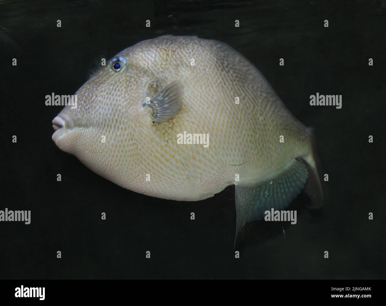 TRIGGER FISH, ISLE OF WIGHT PIC MIKE WALKER, MIKE WALKER PICTURES,2010 ...