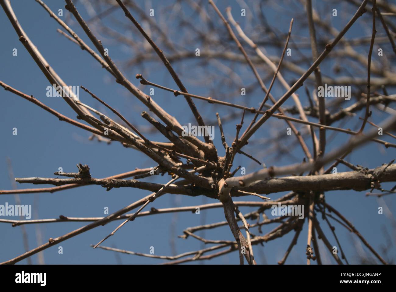 Leafless tree branch hi-res stock photography and images - Alamy