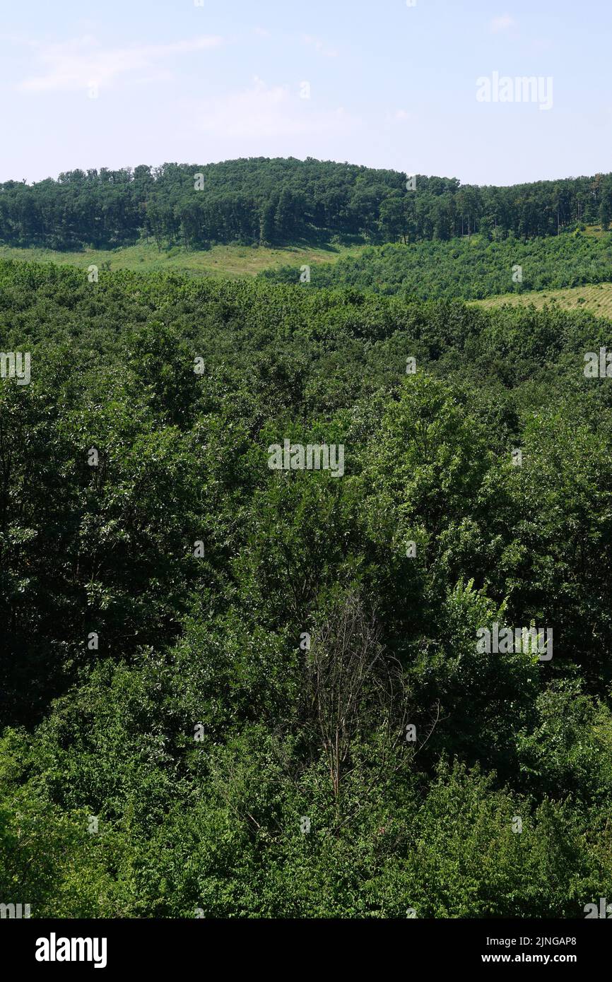 Park forest, Tamási, Tolna County, Hungary, Magyarország, Europe Stock ...