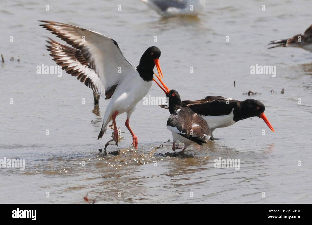 OYSTER CATCHERS AT TITCHFIELD HAVE, HAMPSHIRE. MIKE WALKER ,2010 E.MAIL ...