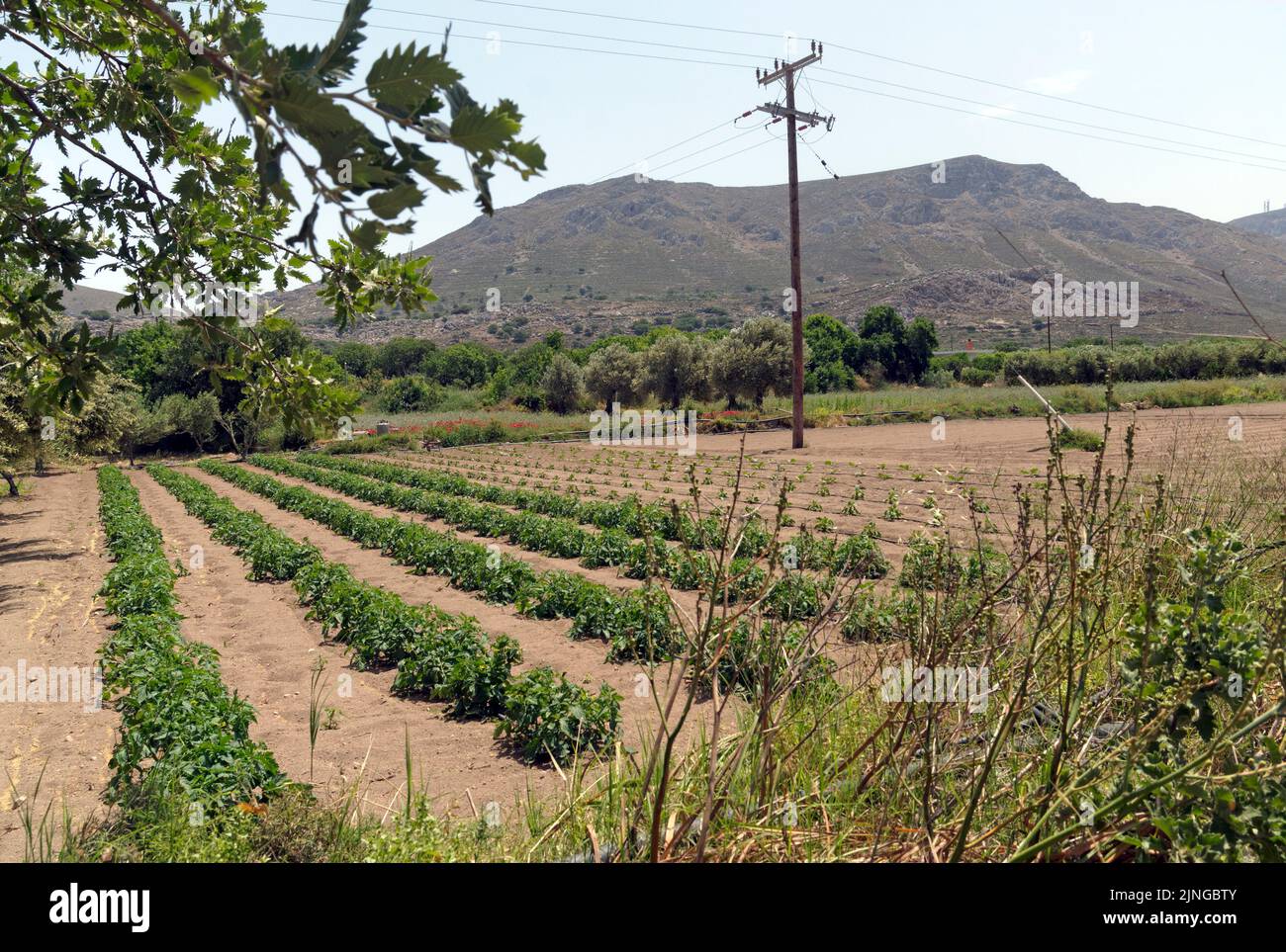Cultivated land. Plants in rows and rotovator. Countryside view of ...
