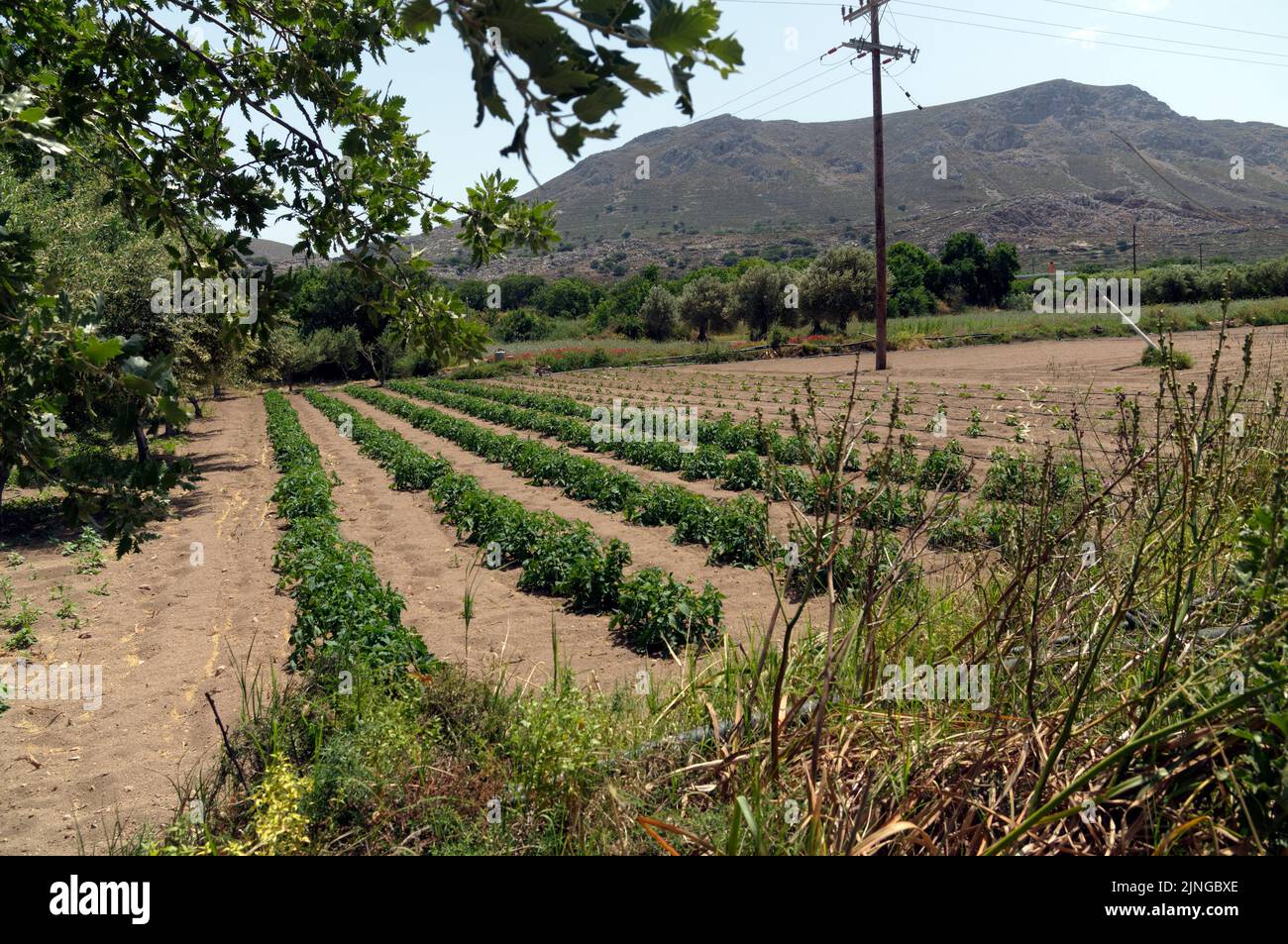 Cultivated land. Plants in rows and rotovator. Countryside view of ...