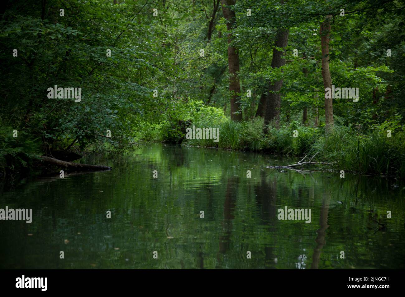Spreewald. Spree Forest was designated a biosphere reserve by UNESCO in ...