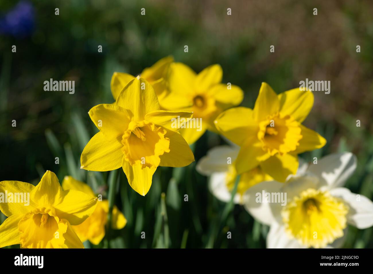 Spring flowers narcissus daffodils hi-res stock photography and images ...