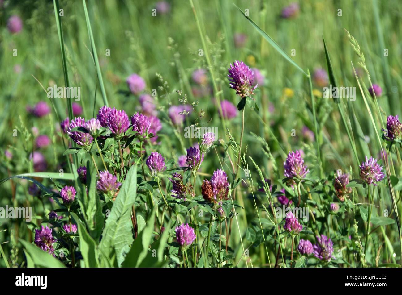 The red clover meadow in a field Stock Photo - Alamy