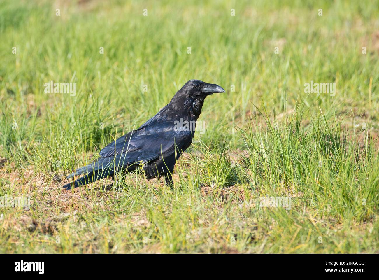 Corvus coral hi-res stock photography and images - Alamy