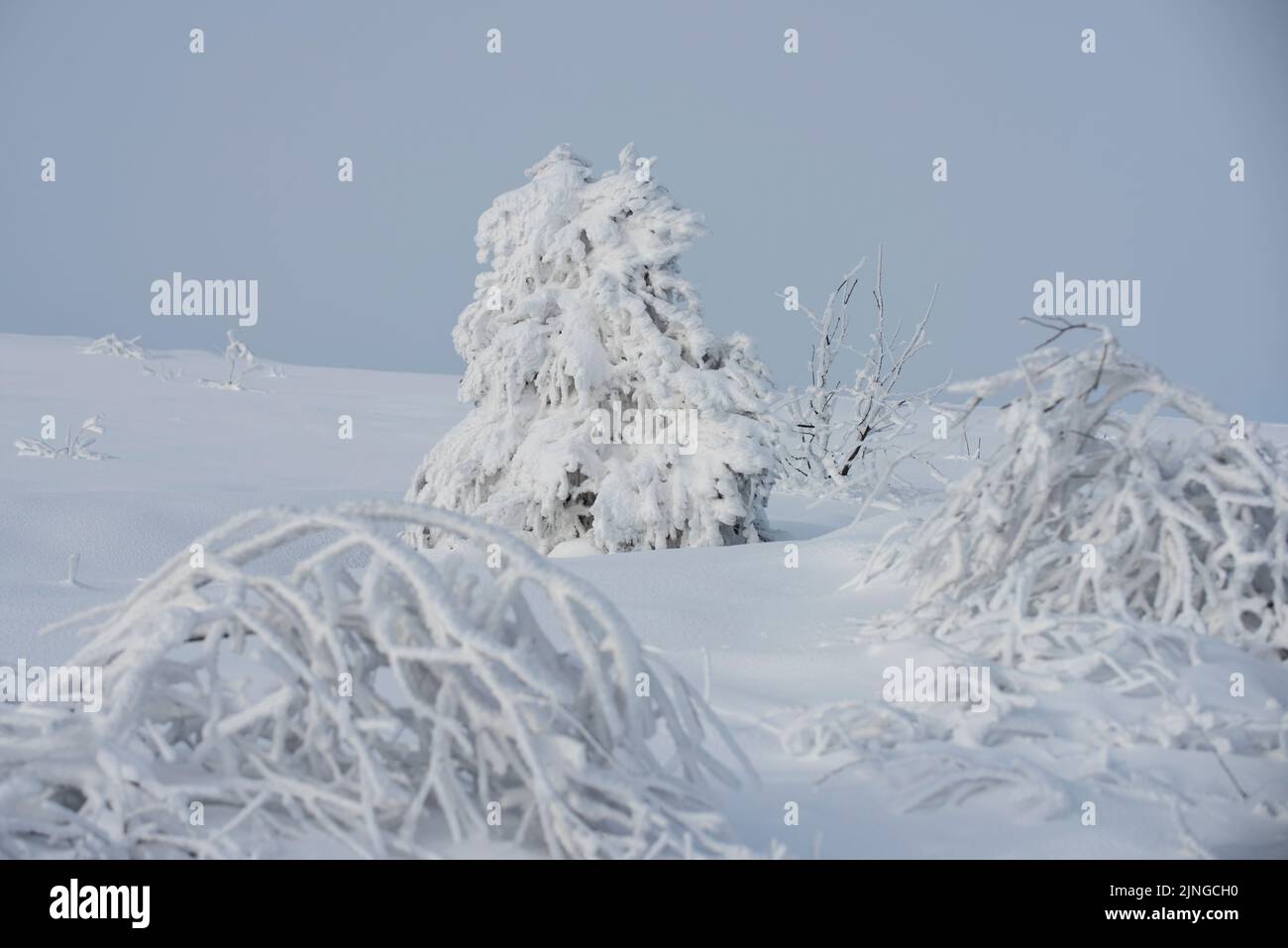 Winter christmas forest with falling snow and trees. Landscape with ...