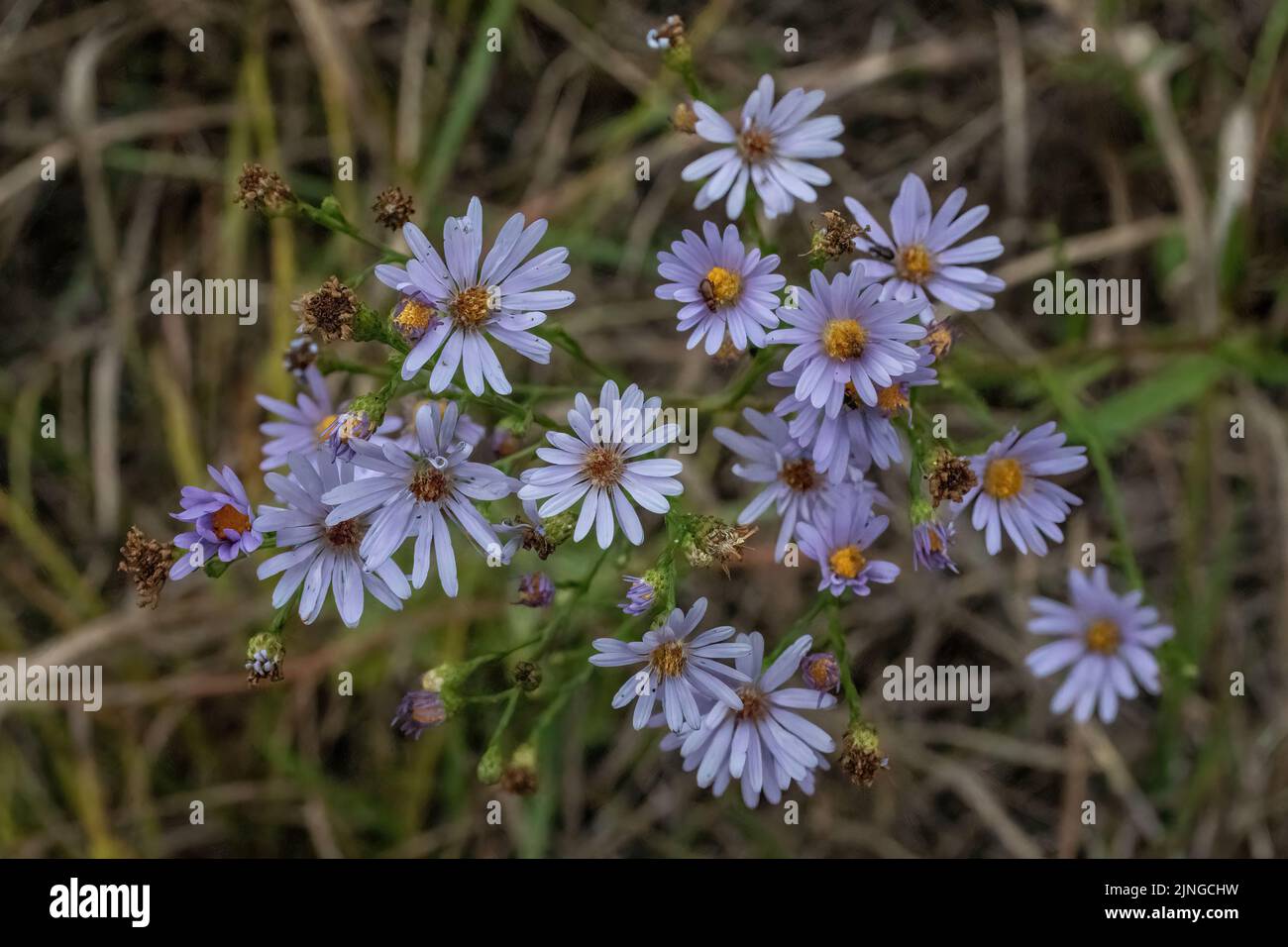 Purple aster wildflowers growing in an open field in late summer Stock ...