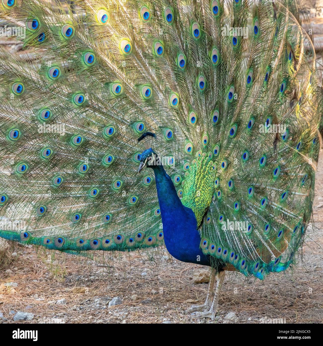 Peacock with a spread wings in profile Stock Photo - Alamy