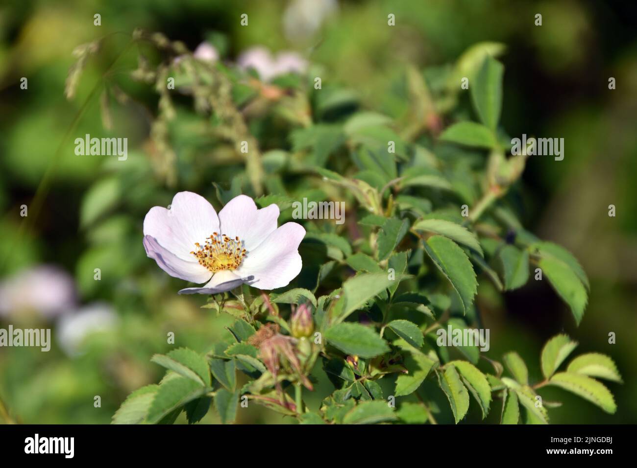 Rose hip flower hi-res stock photography and images - Alamy