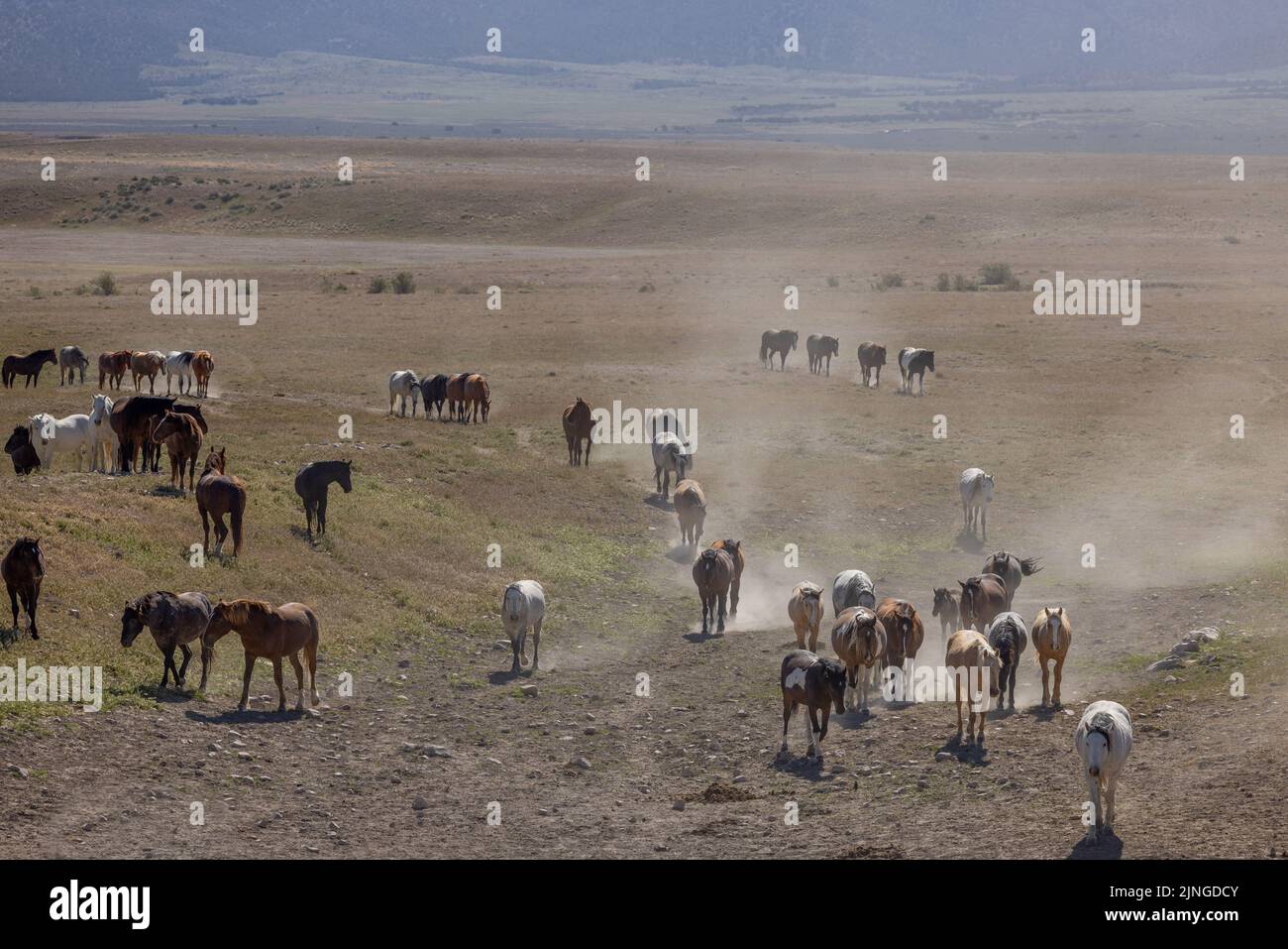 Herd of Wild Horses in Spring in the Utah Desert Stock Photo - Alamy