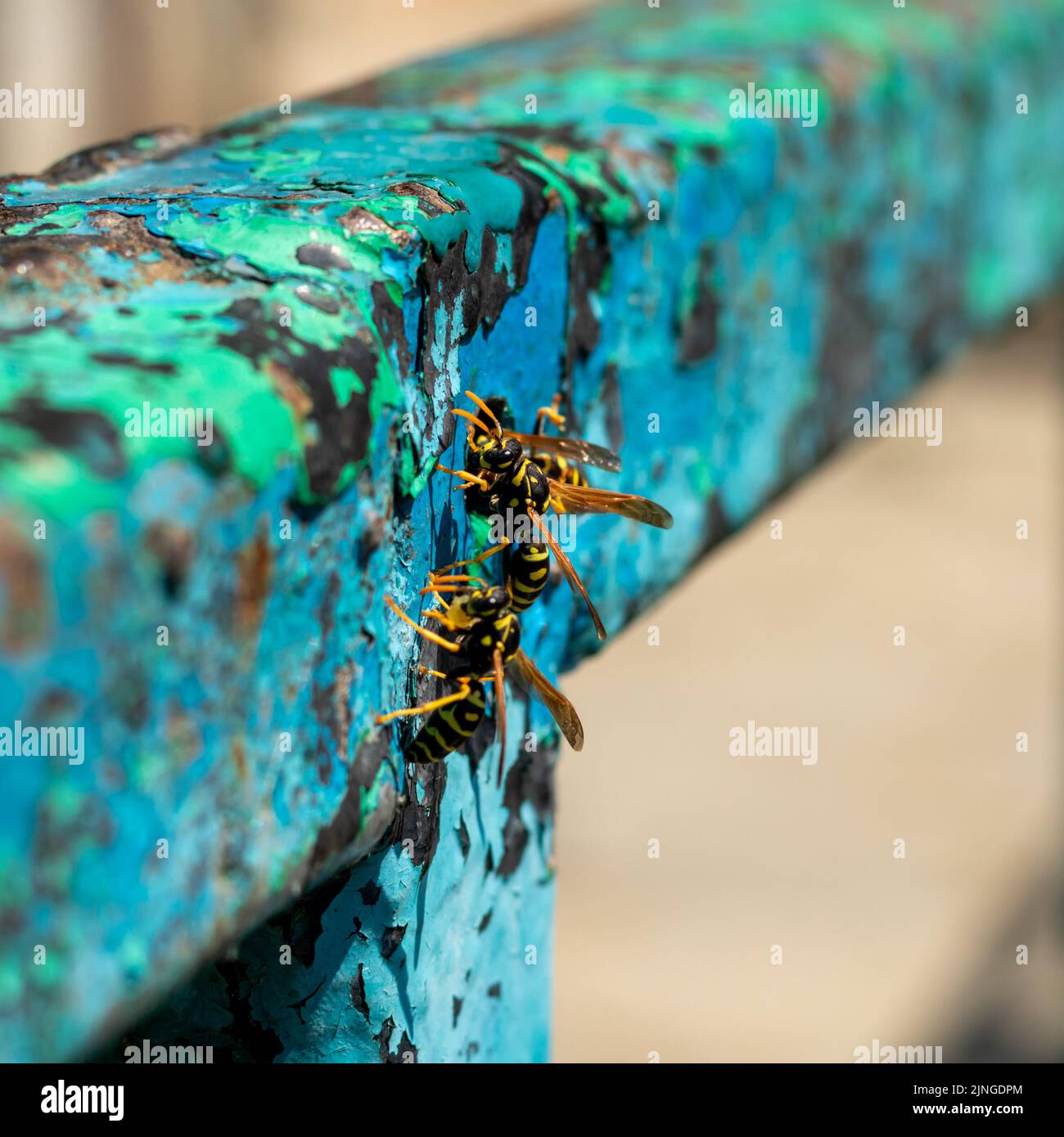 Wasp close-up. Yellow pattern on the black body of the wasp. Blurred ...