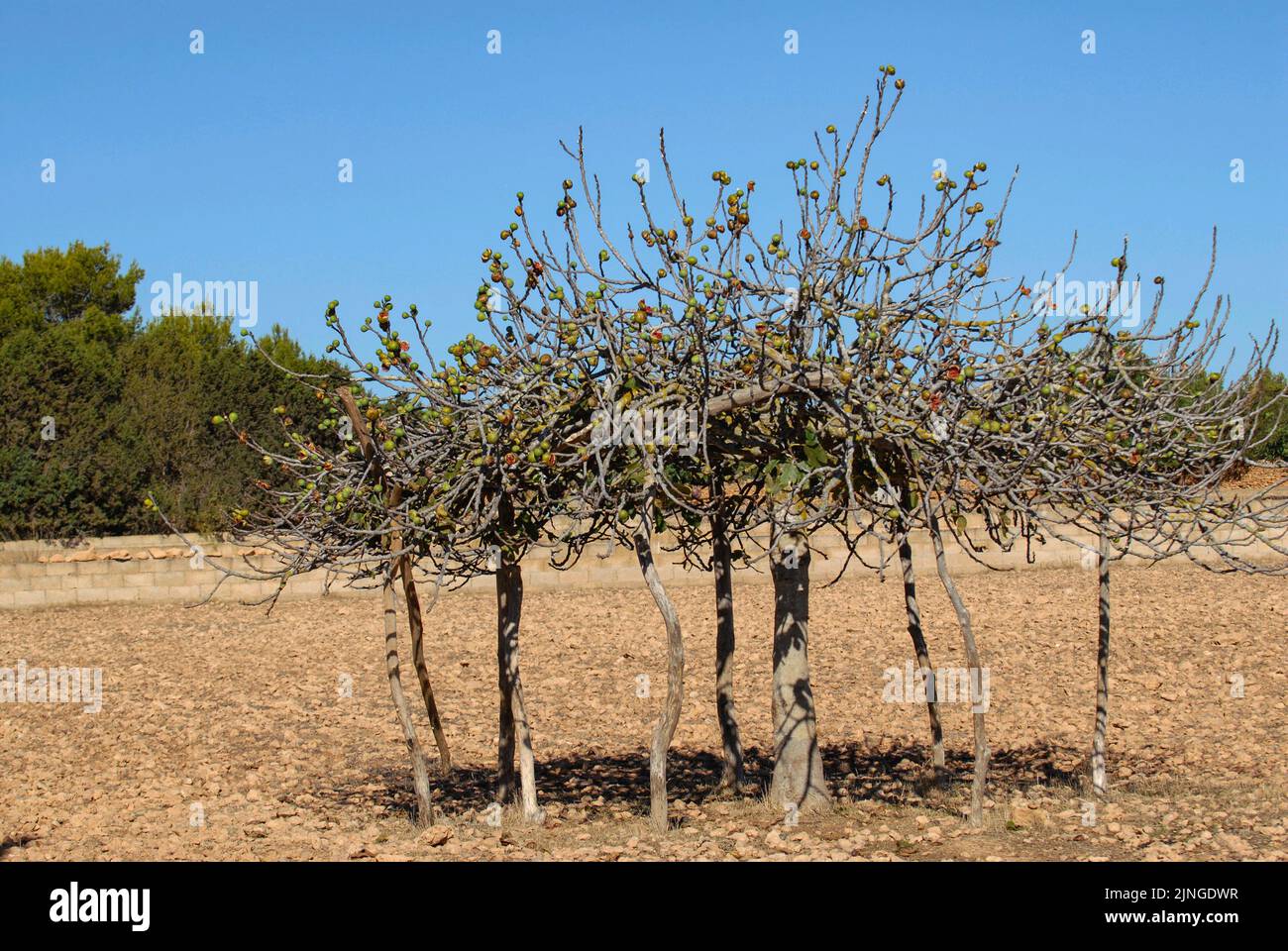 Fig tree formentera balearic islands hi-res stock photography and ...