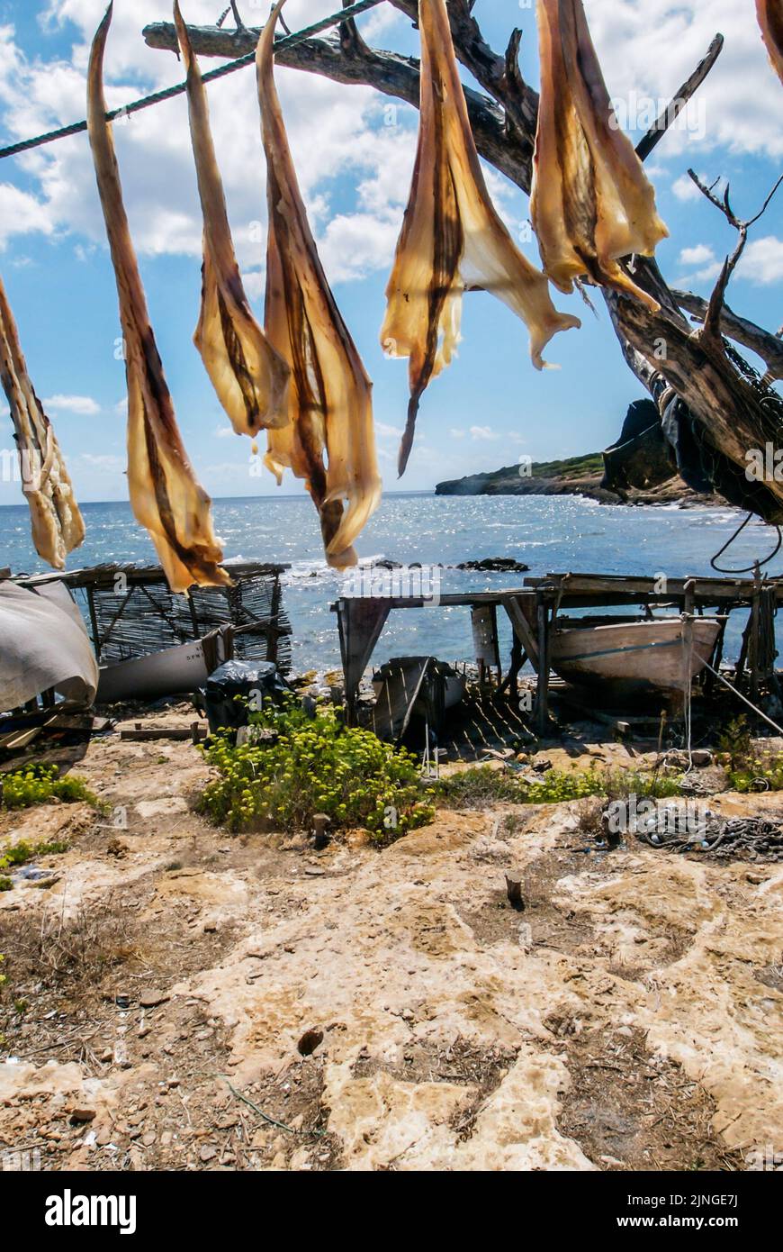 Formentera's dried fish - Peix Sec de Formentera, in Torrent de S•alga ...