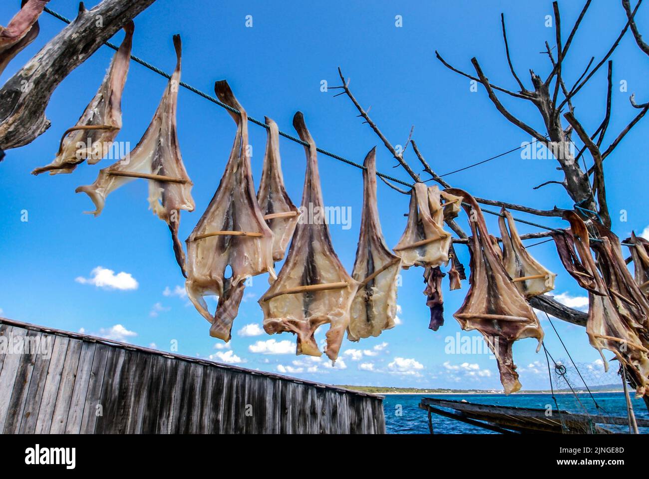 Formentera's dried fish - Peix Sec de Formentera, in Torrent de S•alga ...