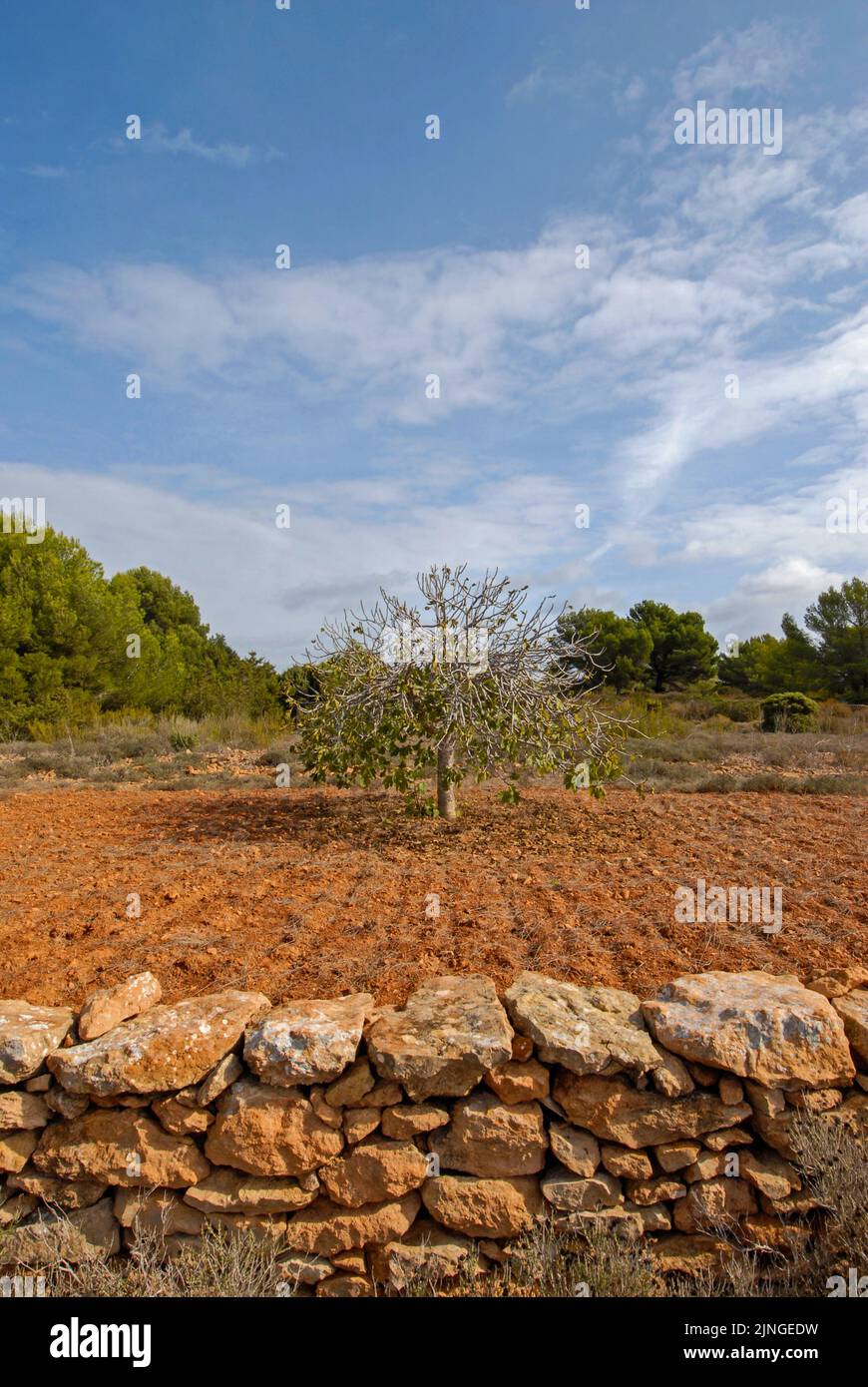 Fig tree formentera balearic islands hi-res stock photography and ...