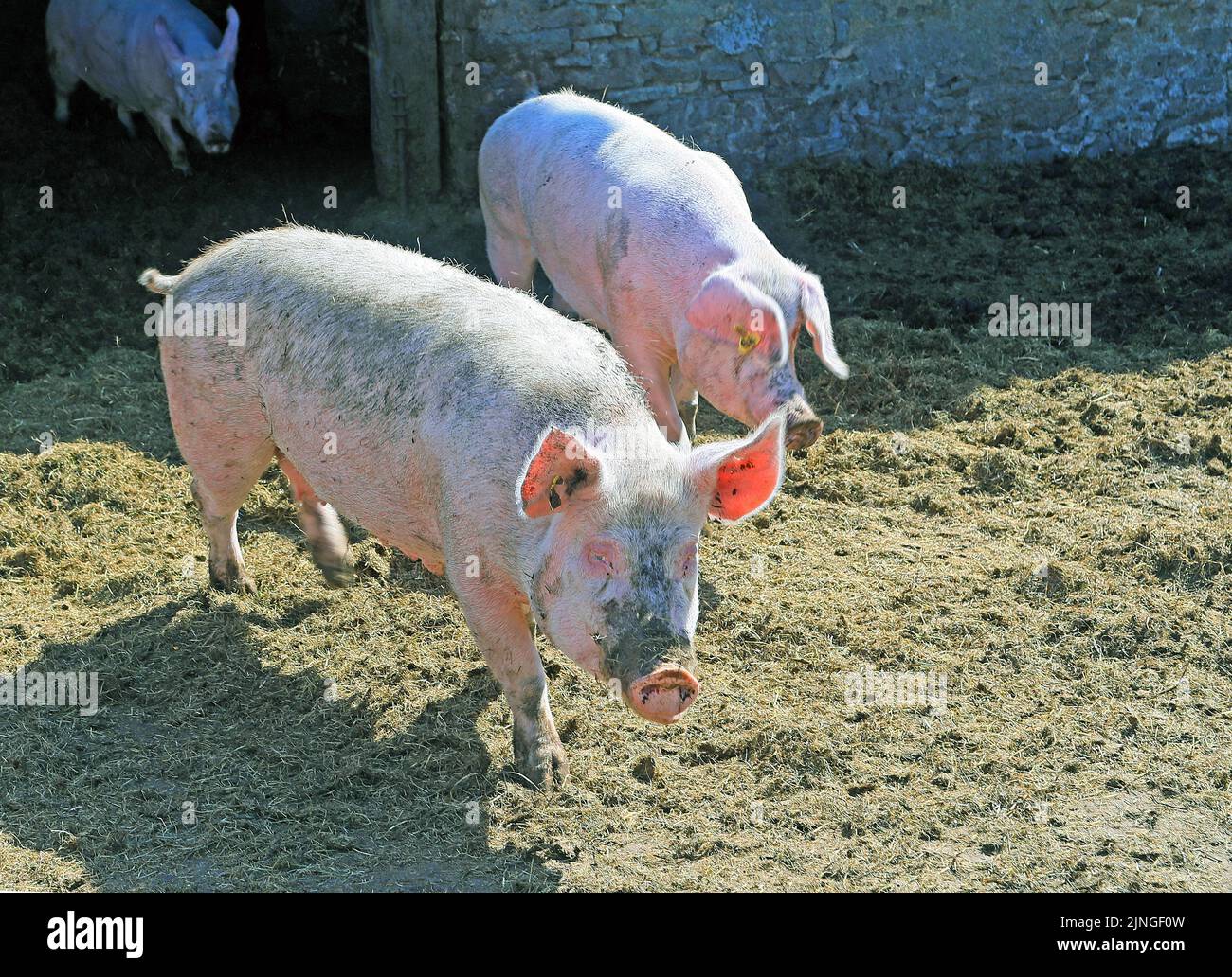 Self farming hi-res stock photography and images - Alamy