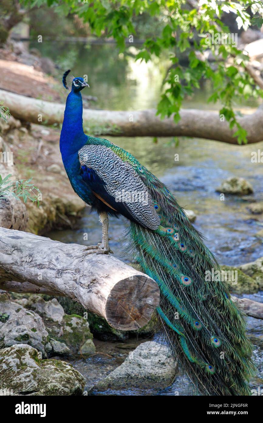 Peacock in a forest area The seven springs waterfall in the island of ...