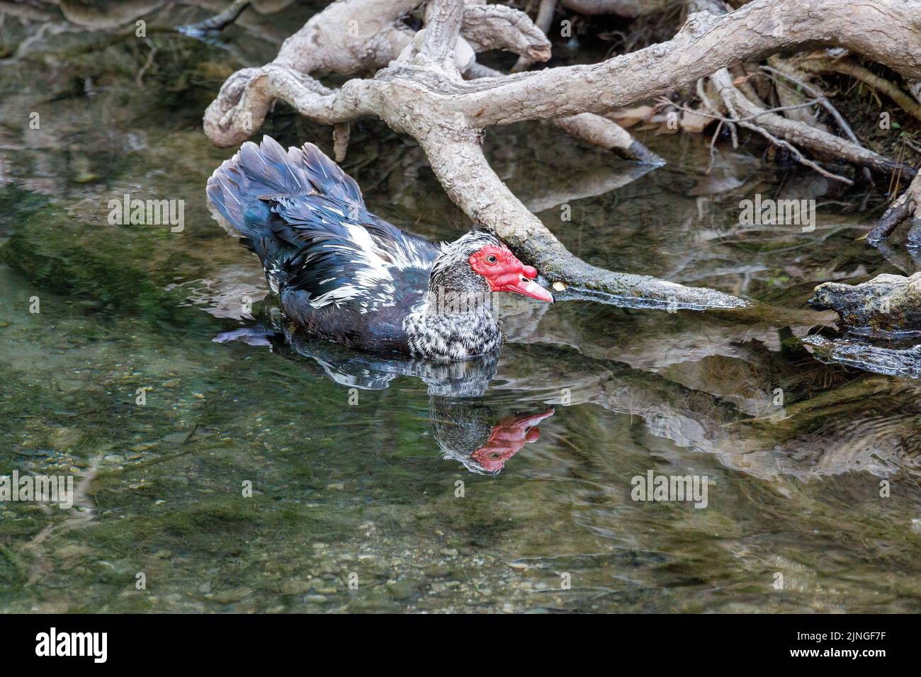 The Muscovy duck (Cairina moschata) on a stream in a forest area The ...