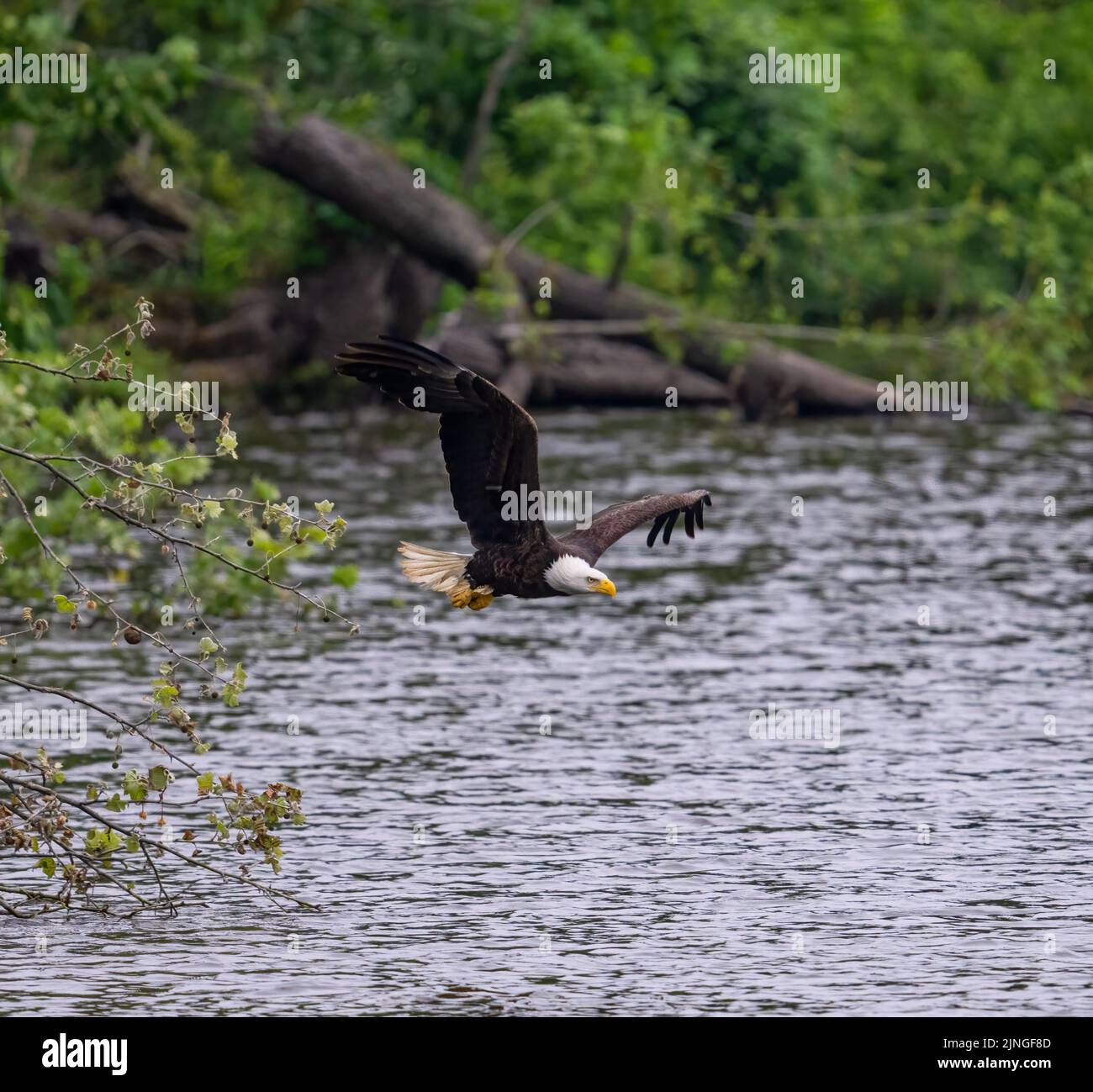 Bald eagle flying over a lake hi-res stock photography and images - Alamy