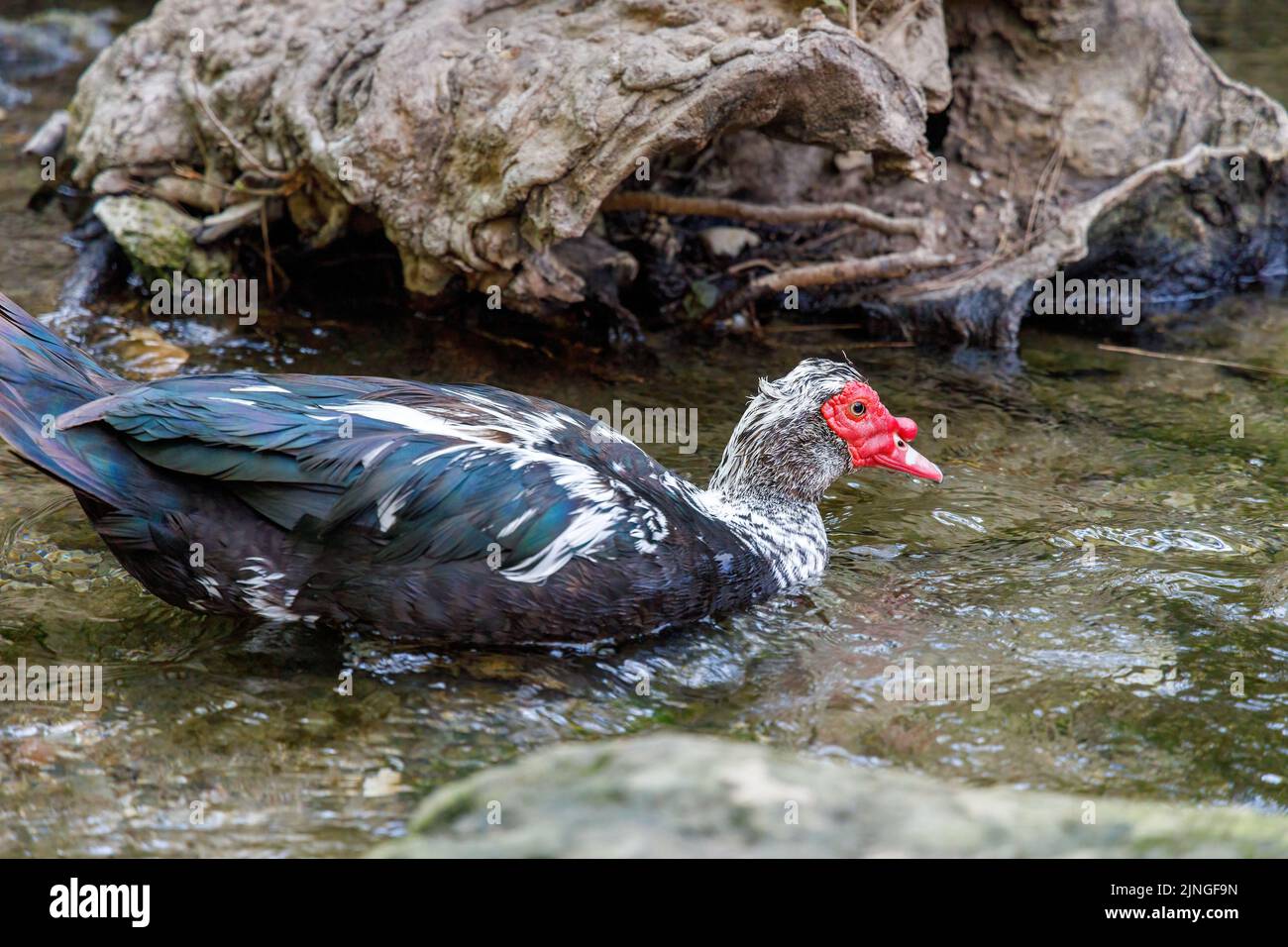 The Muscovy duck (Cairina moschata) on a stream in a forest area The ...