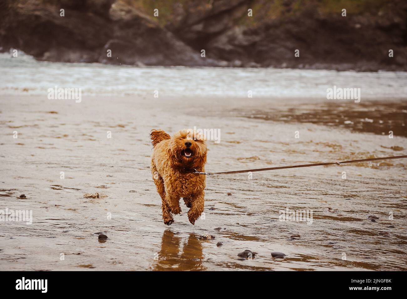Cockapoo puppy running hi-res stock photography and images - Alamy
