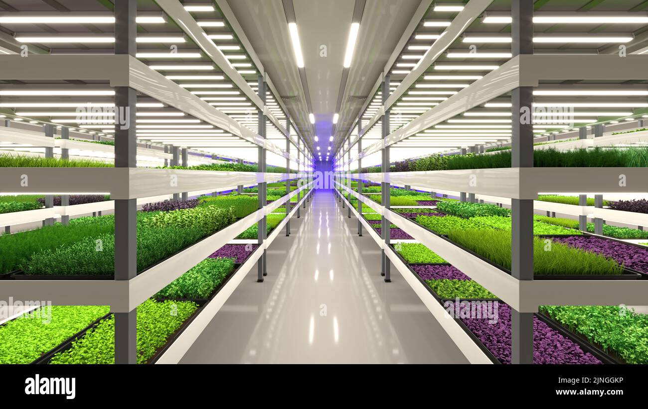 Indoor vertical farm. Hydroponic microgreens plant factory. Plants grow ...