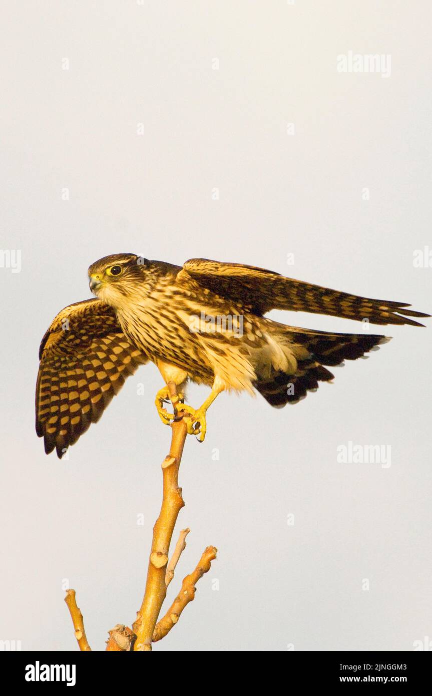 Merlin Falcon in flight Stock Photo - Alamy