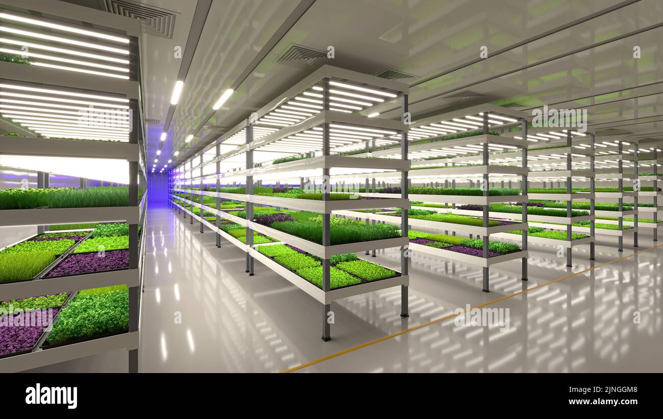 Indoor vertical farm. Hydroponic microgreens plant factory. Plants grow ...