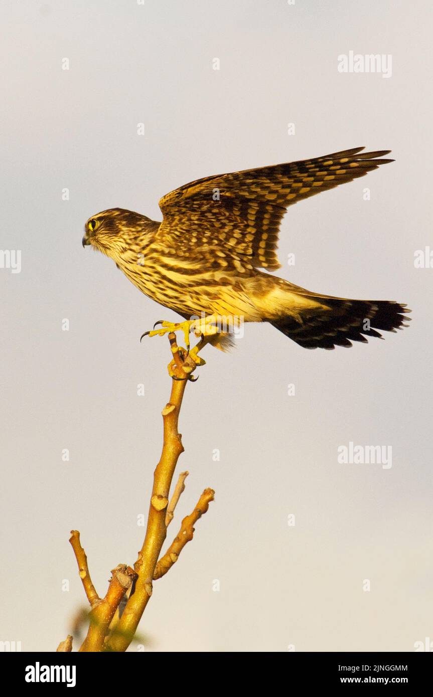 Merlin Falcon in flight Stock Photo - Alamy