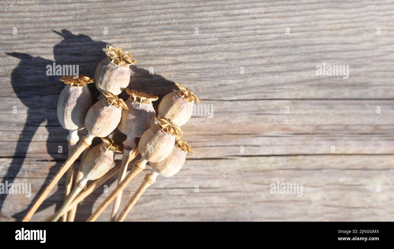 Bouquet of dry poppy stems with seed pods on a wooden surface. Poppy ...