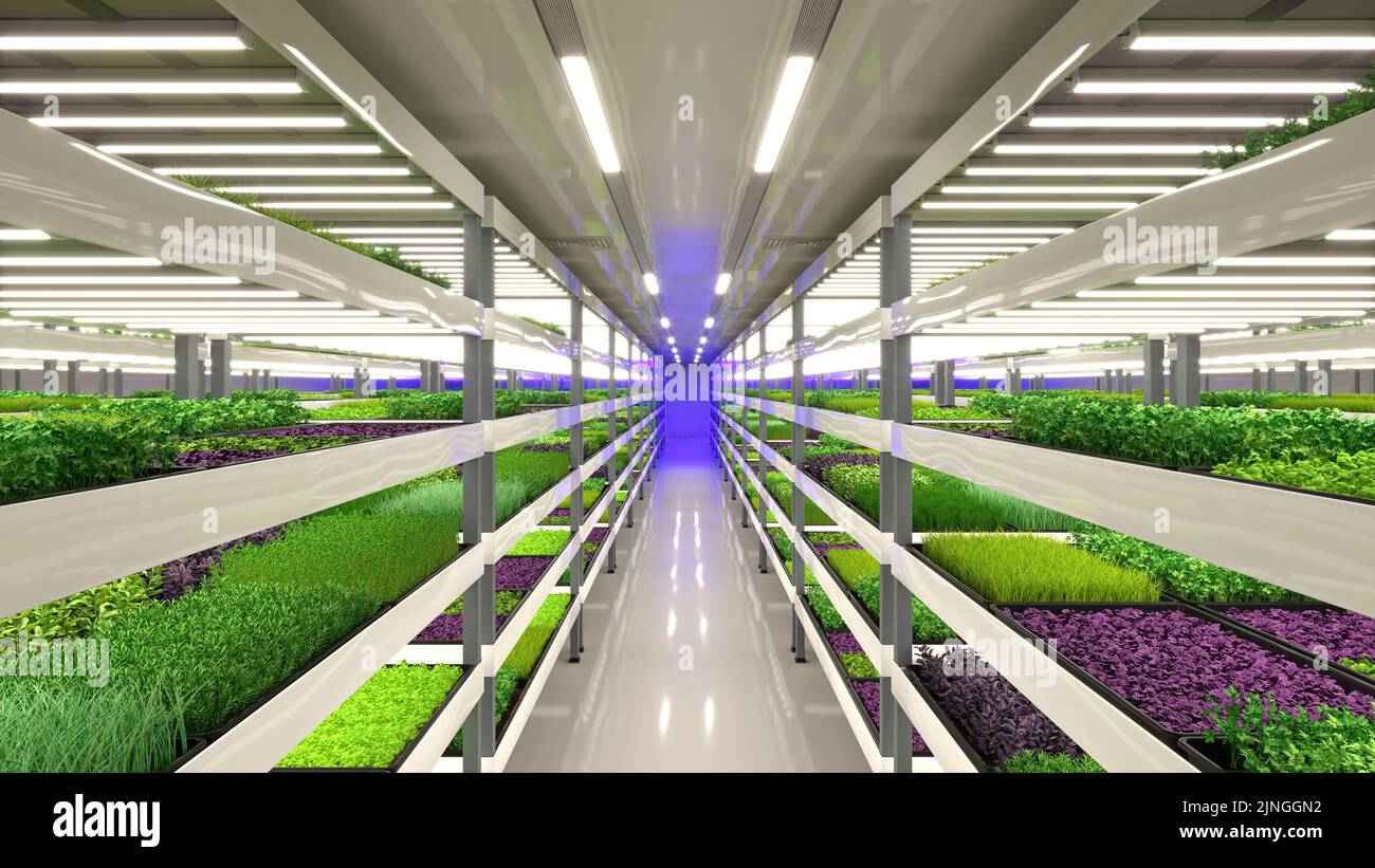 Indoor vertical farm. Hydroponic microgreens plant factory. Plants grow ...