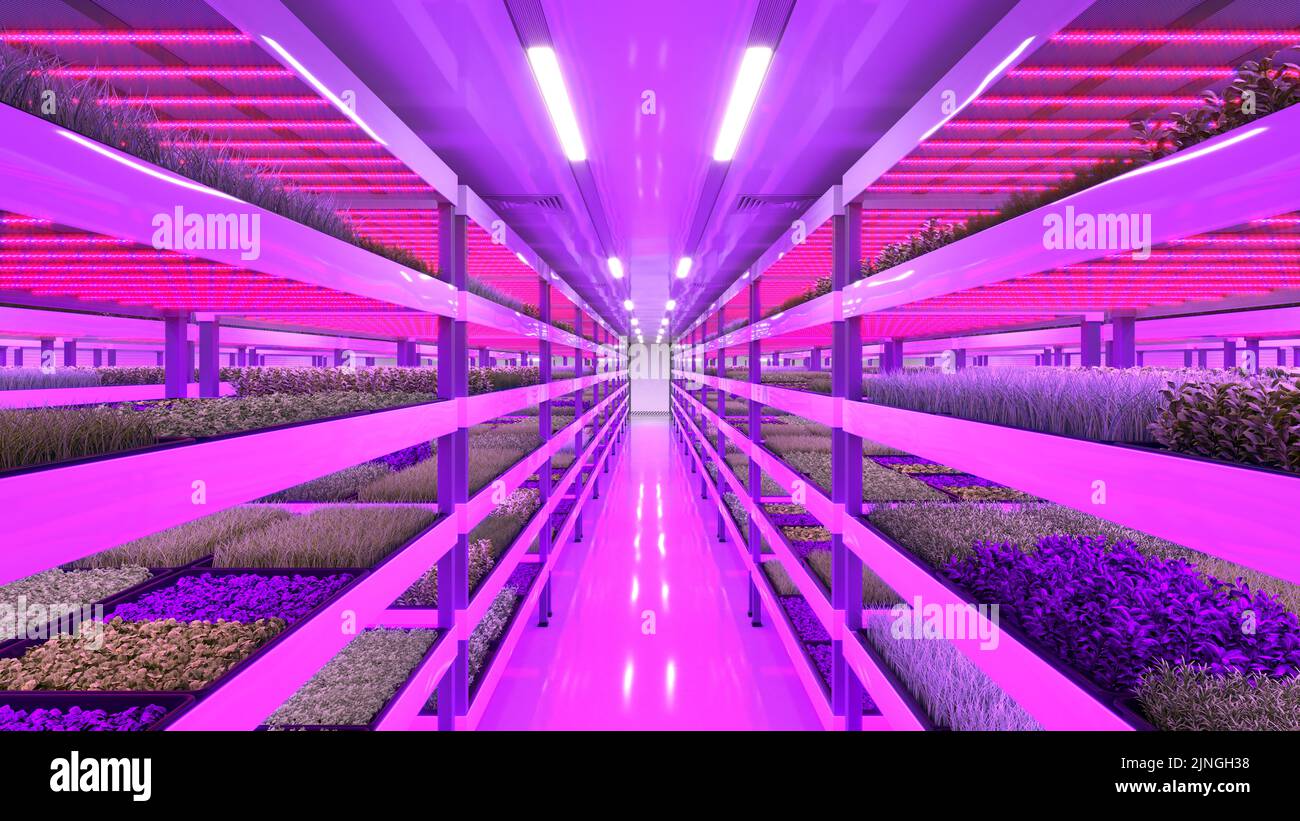 Indoor vertical farm. Hydroponic microgreens plant factory. Plants grow ...