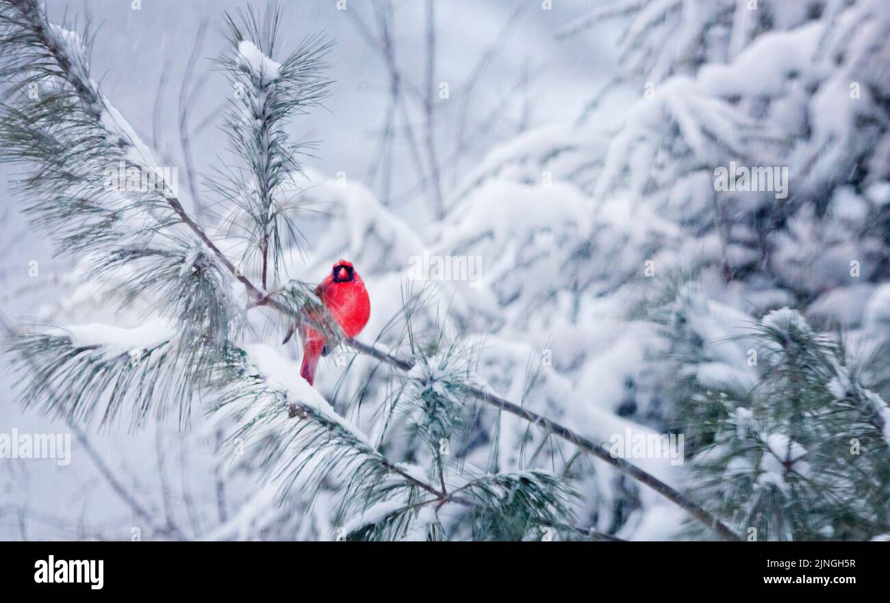 Cardinal nest hi-res stock photography and images - Alamy