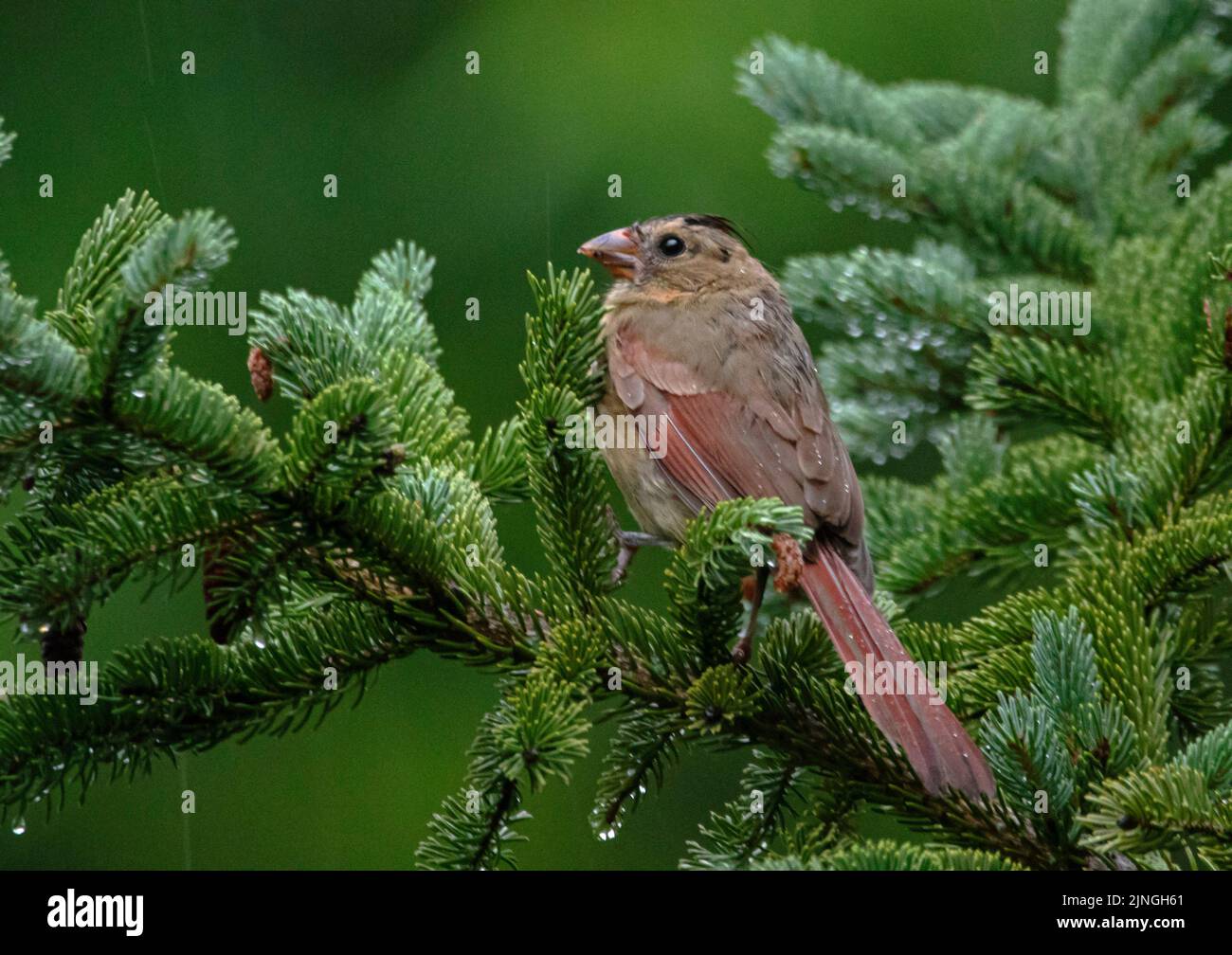 Gorgeous Cardinal songbird resting in trees Stock Photo - Alamy
