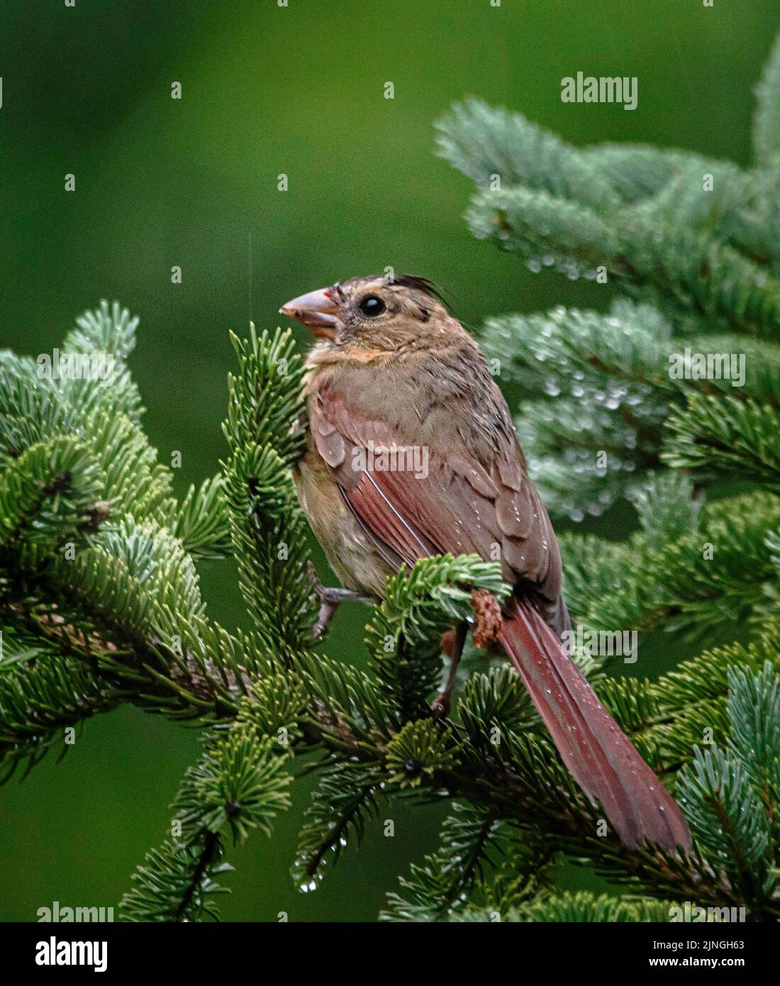 Songbird stage hi-res stock photography and images - Alamy