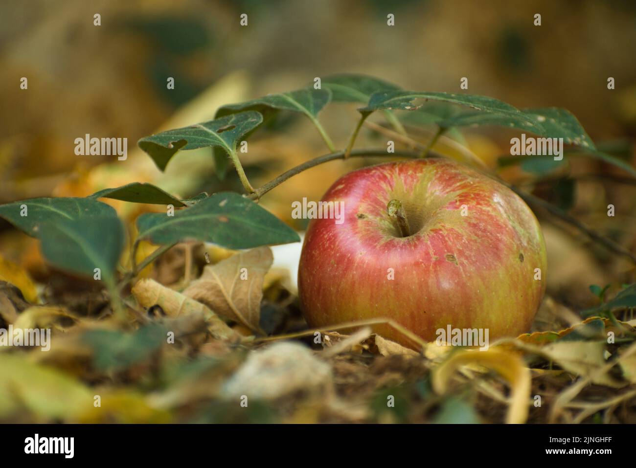 The fallen apple Stock Photo - Alamy