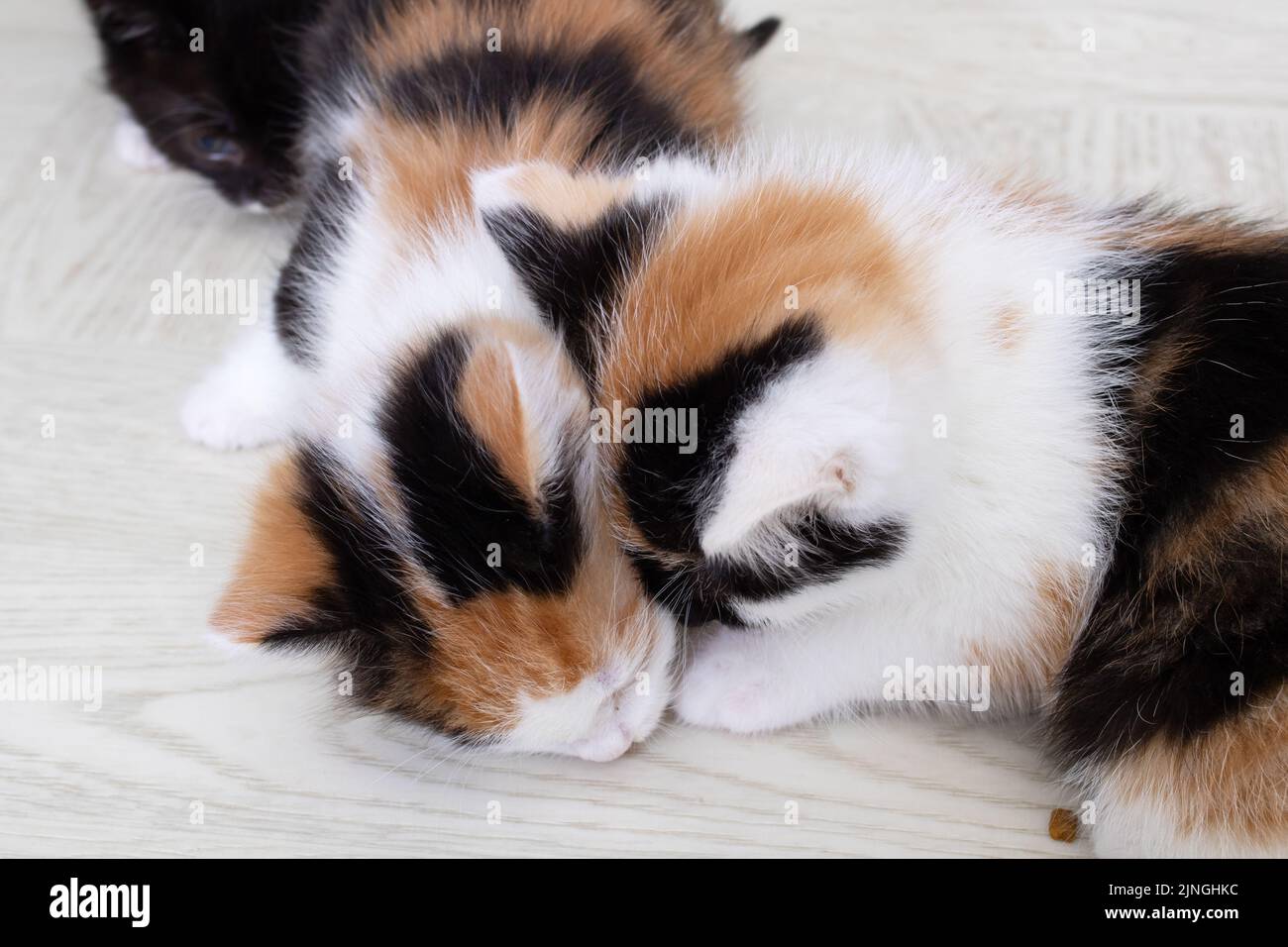 Two little kittens on the floor close up Stock Photo - Alamy