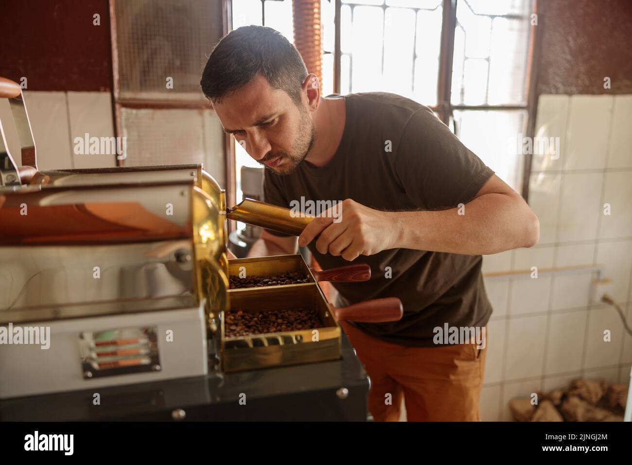 Concentrated q grader pouring coffee beans into the coffee machine ...