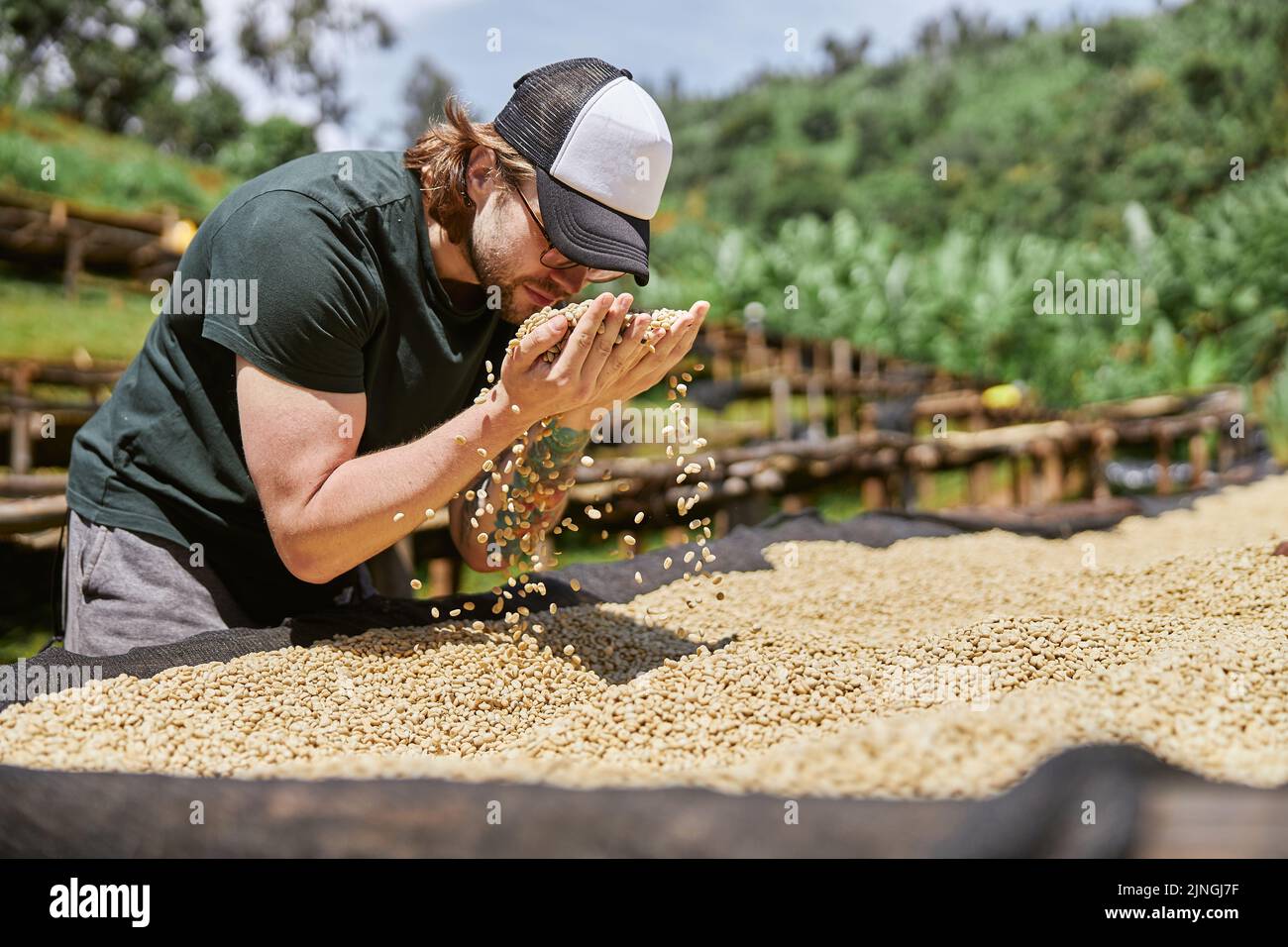 Young man in cap picking out fresh coffee beans at washing station ...