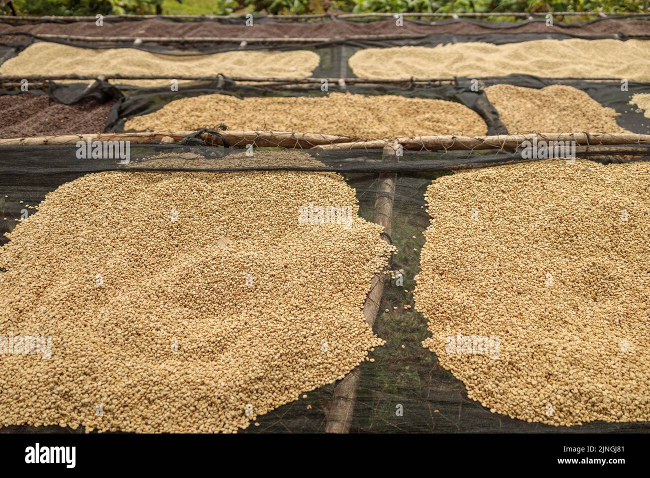 Coffee beans at the stage of drying on the tables outdoors Stock Photo ...