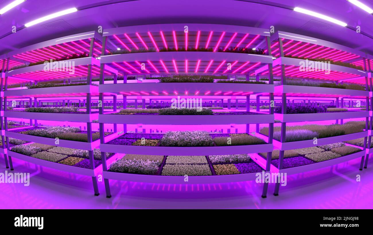Indoor vertical farm. Hydroponic microgreens plant factory. Plants grow ...