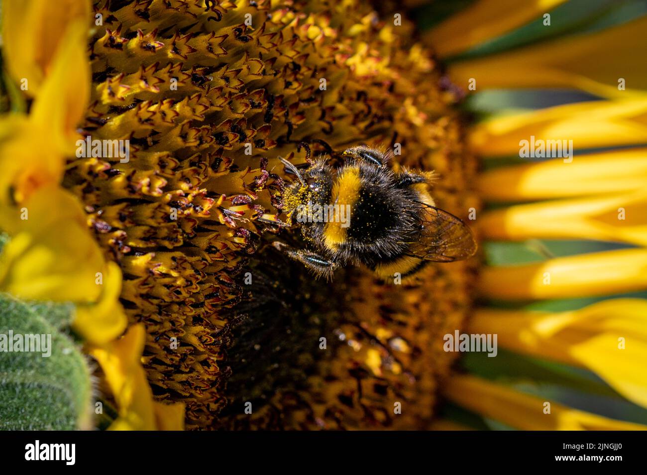 Late summer, queen buff-tailed bumblebee, Bombus terrestris, with ...