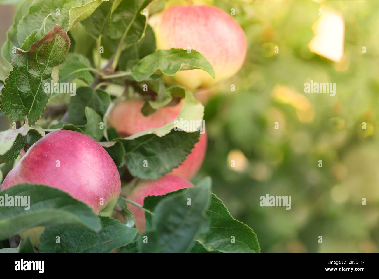 Ripe apples on a tree in sunlight, copy space Stock Photo - Alamy