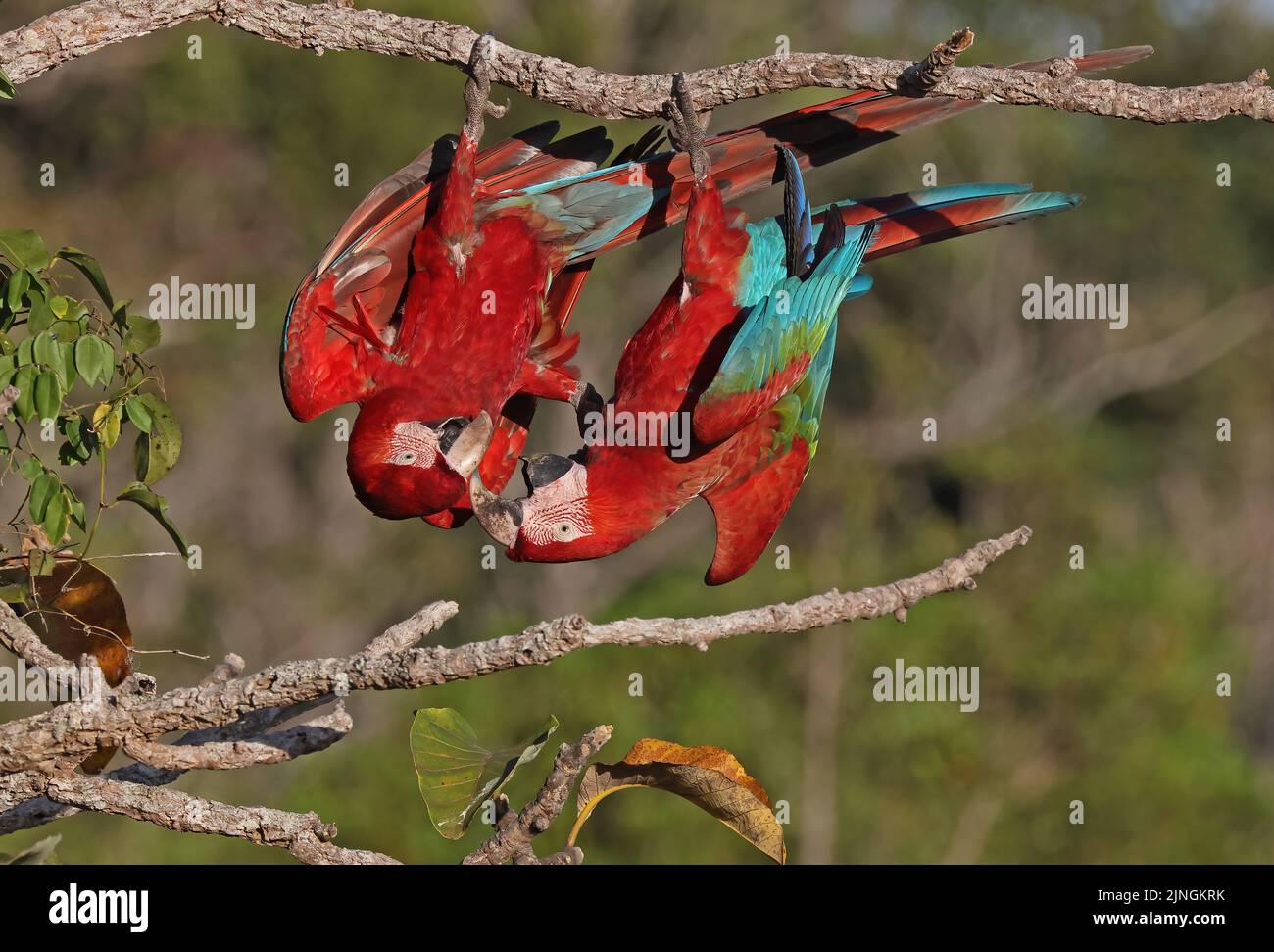 Red-and-green Macaw (Ara chloropterus) adult pair hanging up side pown ...