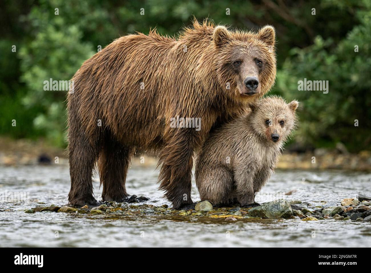 Brown bear sow with cub Stock Photo - Alamy Brown bear sow with cub Stock Photo - Alamy