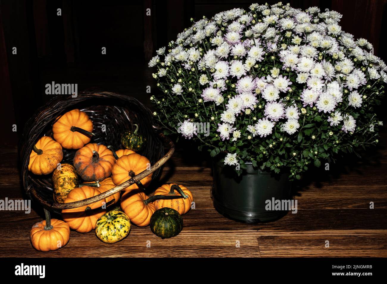 White potted mums and a basket of mini pumpkins to celebrate fall and ...