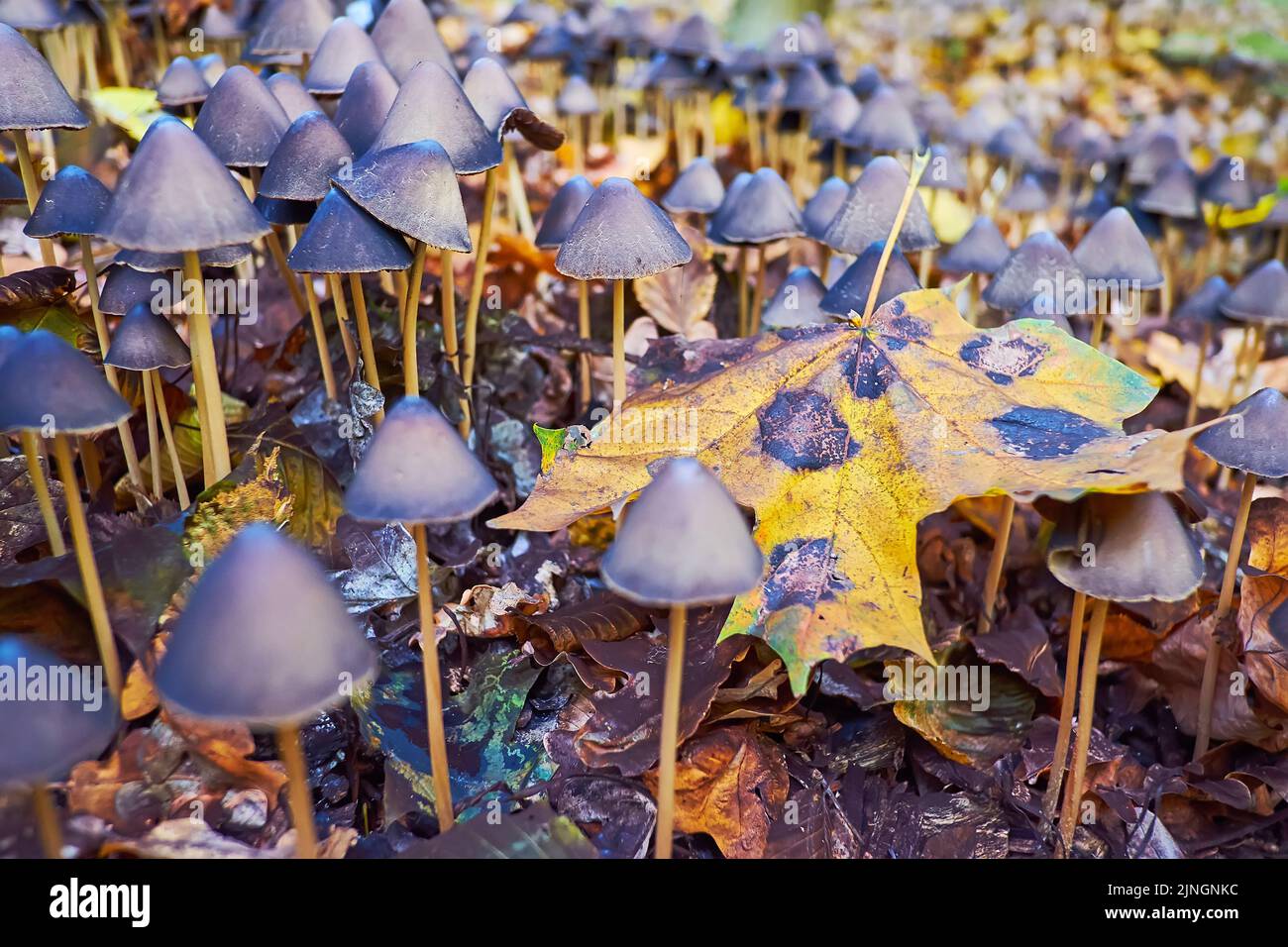 Mushrooms with thin legs hi-res stock photography and images - Alamy